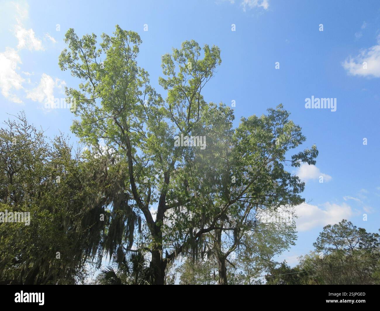 cherrybark oak (Quercus pagoda), Plantae, Windsor Forest, Savannah, GA ...