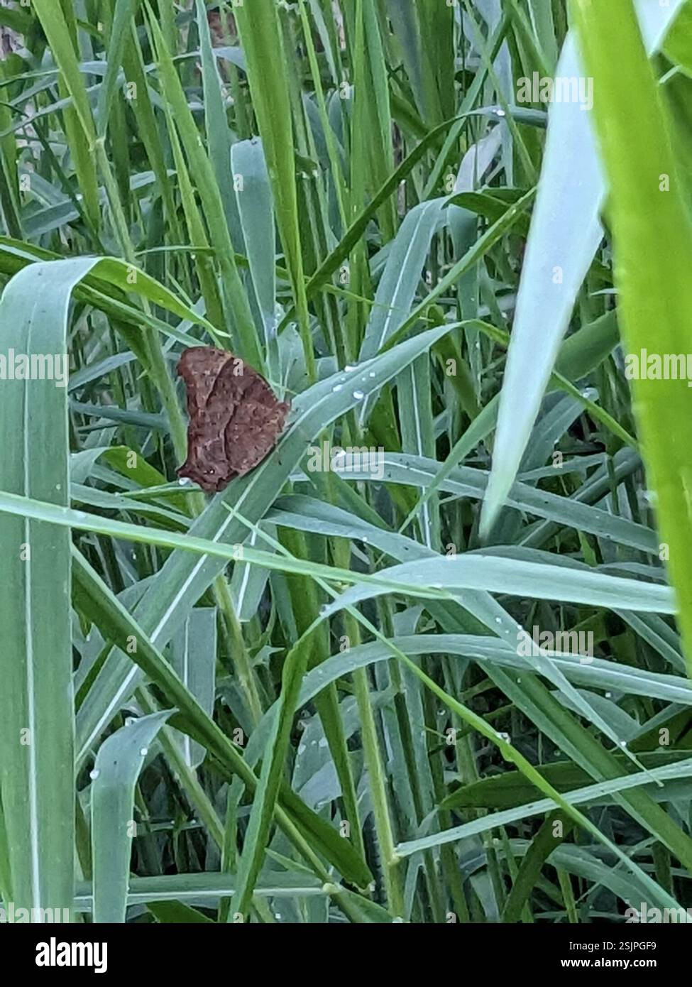 Common Evening Brown (Melanitis leda), Insecta, Virginia QLD 4014 ...