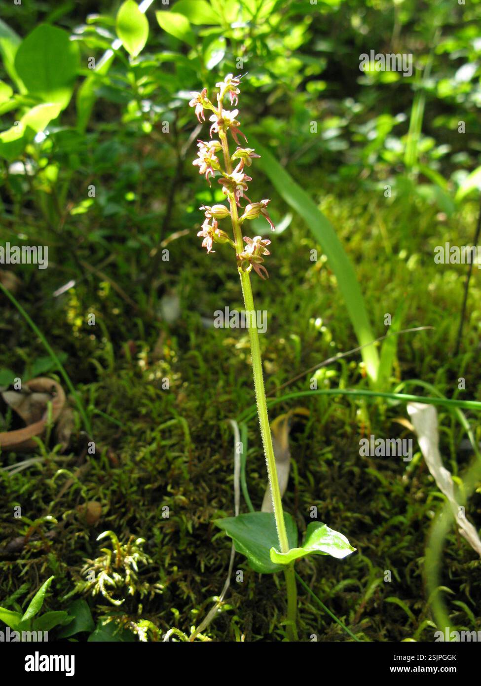 Heartleaf Twayblade (Neottia cordata), Plantae, Clearwater County, AB ...