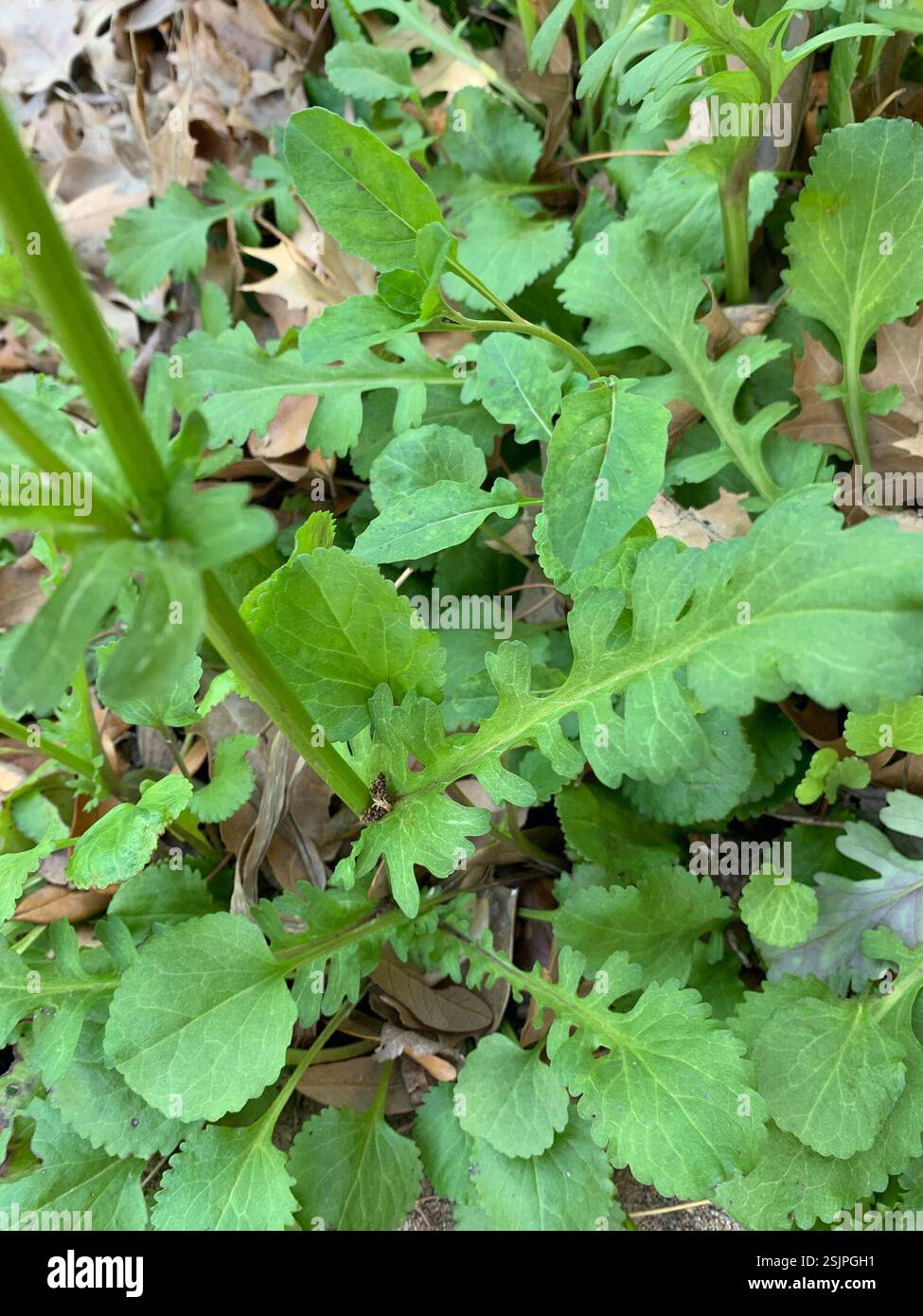 roundleaf ragwort (Packera obovata), Plantae, Stevenson Ln, Flower ...