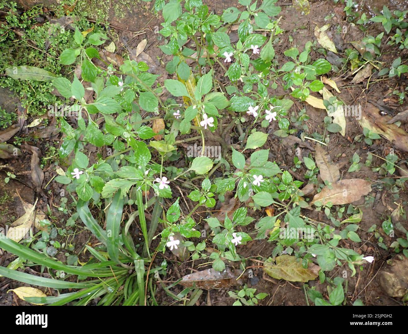 (Impatiens hochstetteri), Plantae, Chase Valley, Pietermaritzburg, 3231 ...