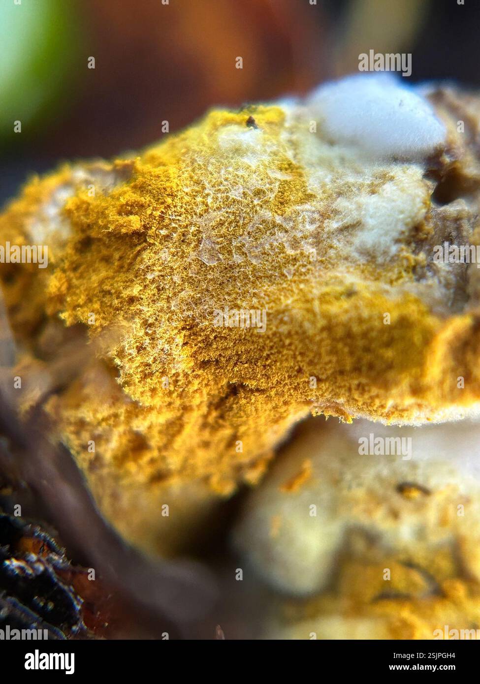 (Hypomyces microspermus), Fungi, Los Osos, CA, US Stock Photo - Alamy