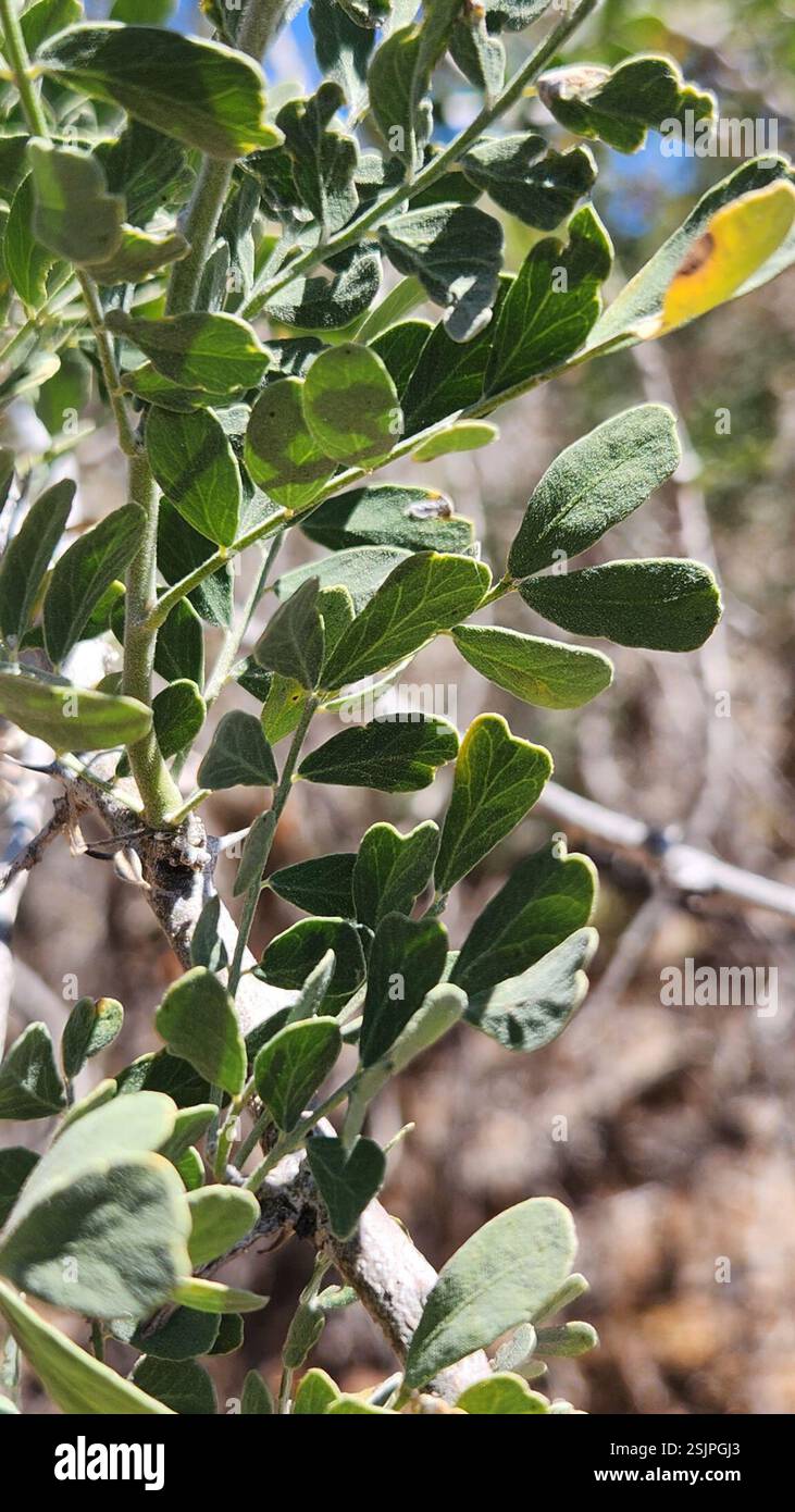desert ironwood (Olneya tesota), Plantae, Loreto, MX-BS, MX Stock Photo ...