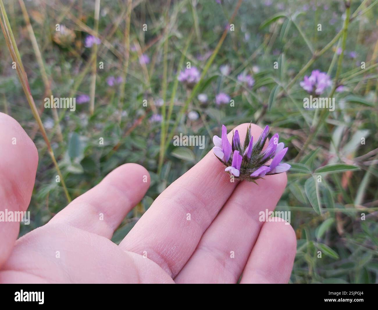 arabian pea (Bituminaria bituminosa), Plantae, W9XJ+7JW, San Polo Bėjus ...
