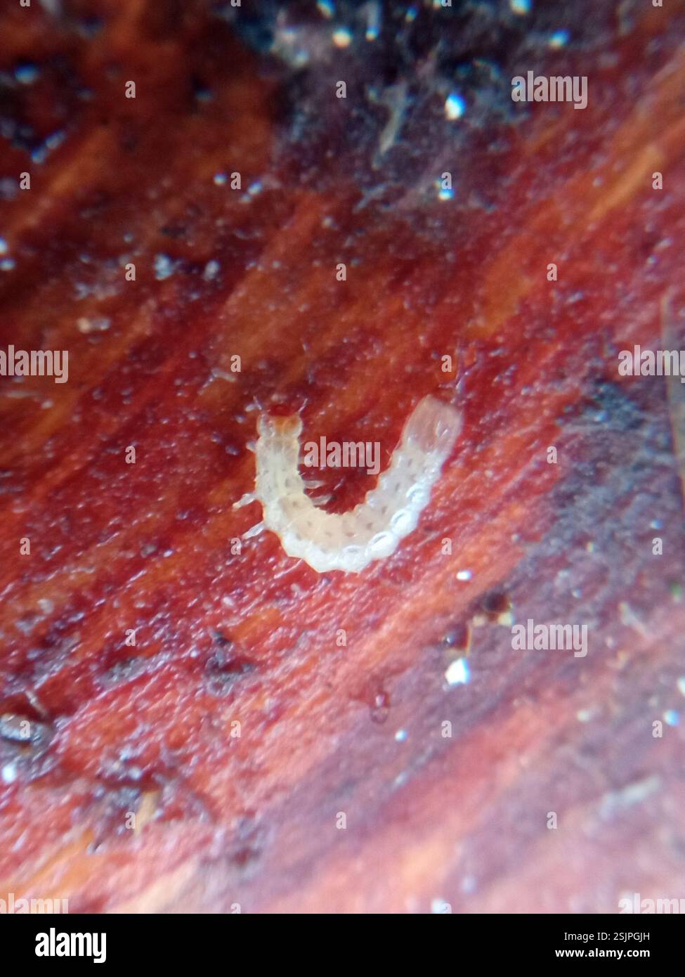 Cucujiform Beetles (Cucujiformia), Insecta, 38590 Saint-Étienne-de ...