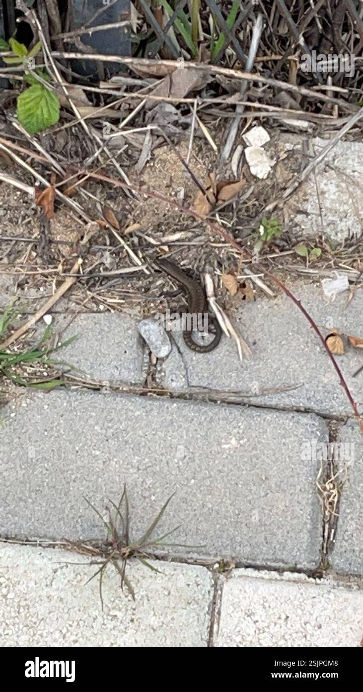 Lebanon Lizard (Phoenicolacerta laevis), Reptilia, Manavgat Stock Photo ...