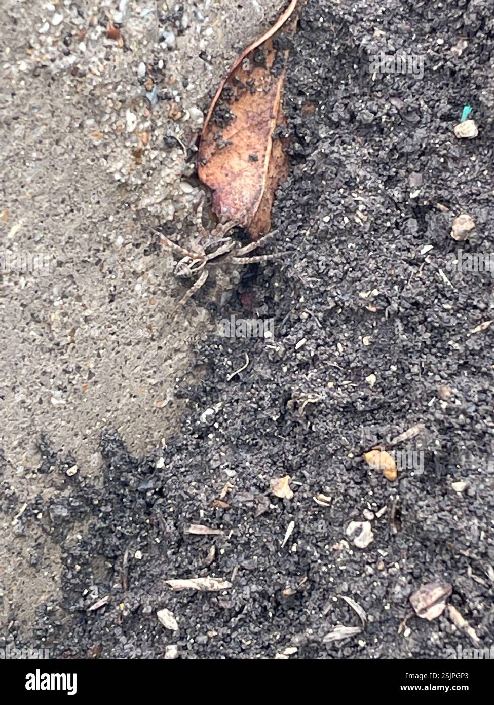 lance wolf spider (Schizocosa avida), Arachnida, The University of ...