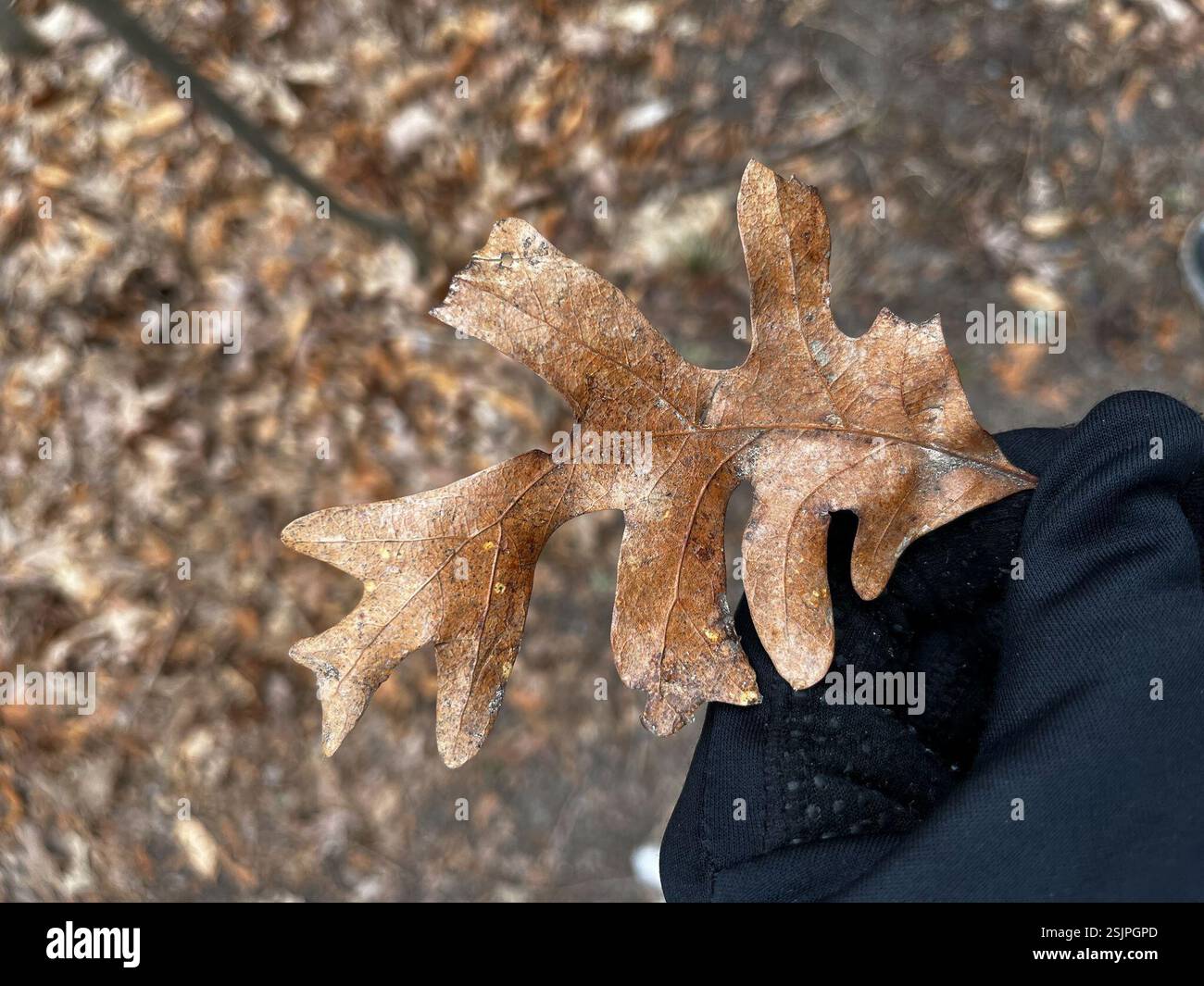white oak (Quercus alba), Plantae, Hyde Park, London, ON, CA Stock ...