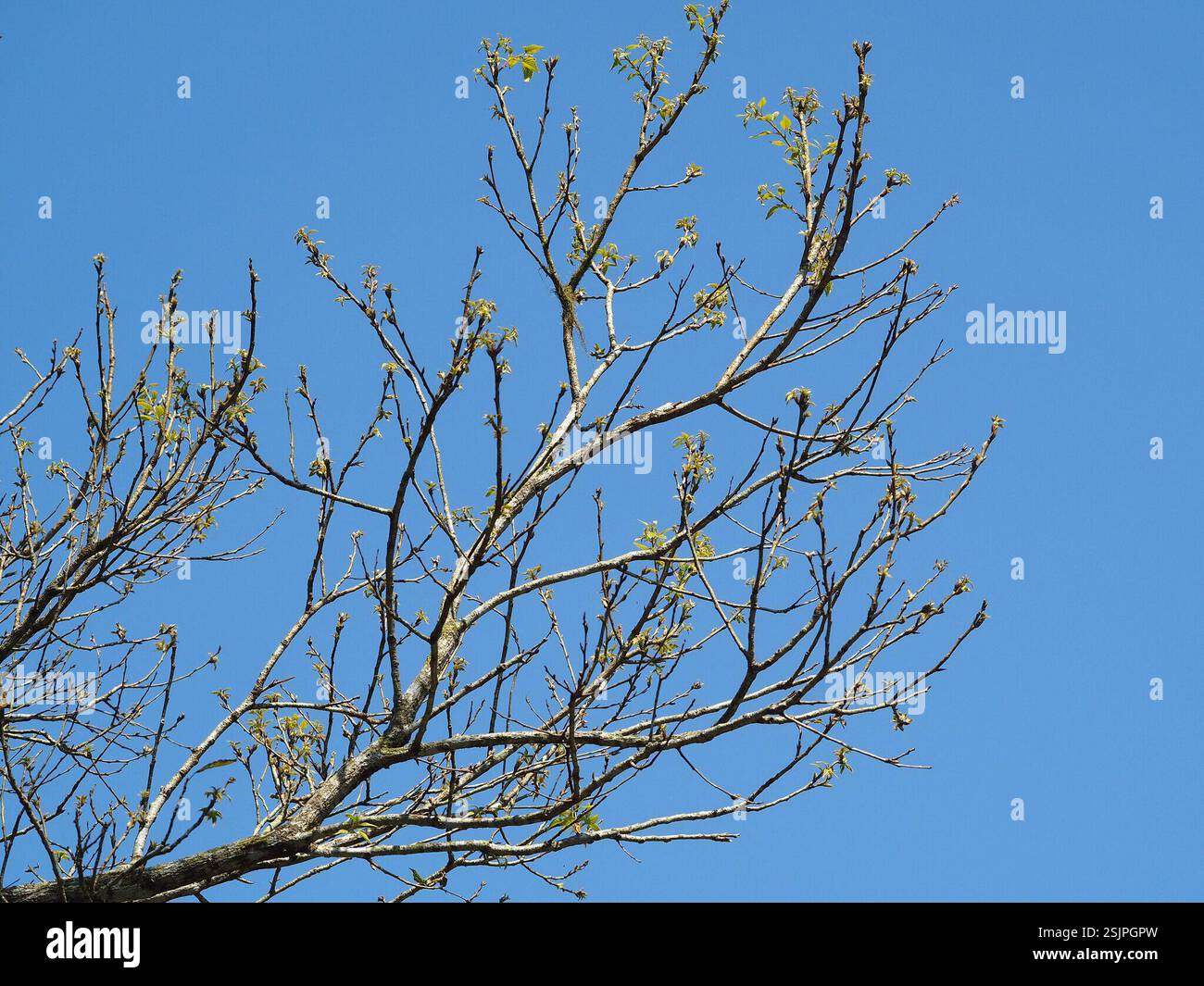 Chinese cork oak (Quercus variabilis), Plantae, 台灣新北市 Stock Photo - Alamy