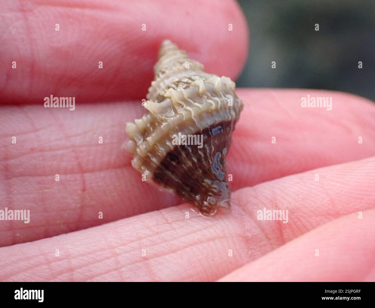 Frilled Dogwinkle (Nucella lamellosa), Mollusca, Oak Bay, BC, Canada ...