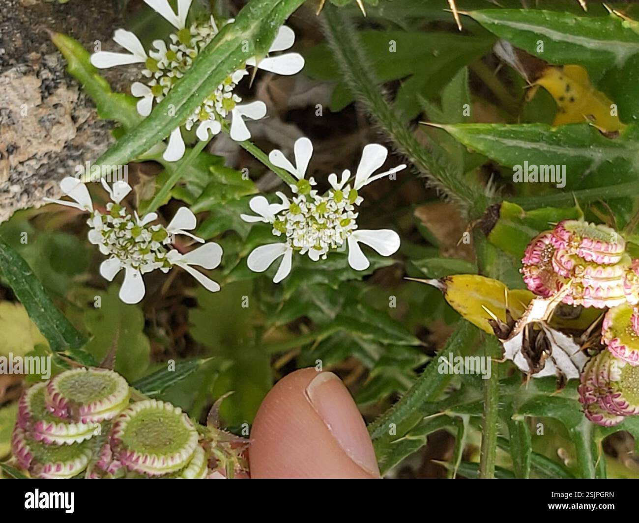Mediterranean Hartwort (Tordylium apulum), Plantae, X9W7+6QG, Mellieħa ...