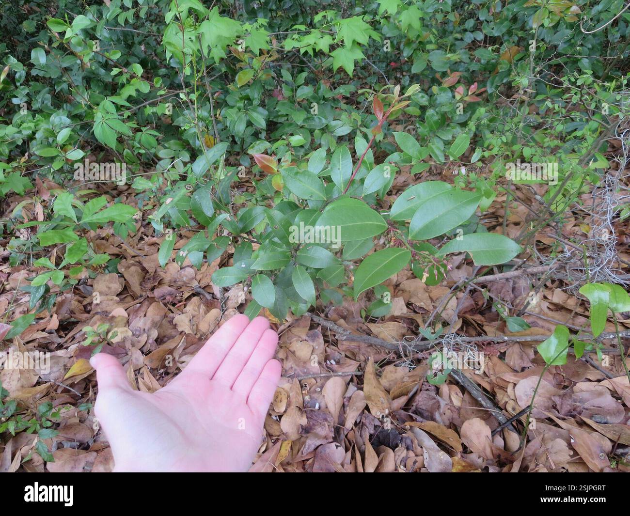 fetterbush lyonia (Lyonia lucida), Plantae, Windsor Forest, Savannah ...