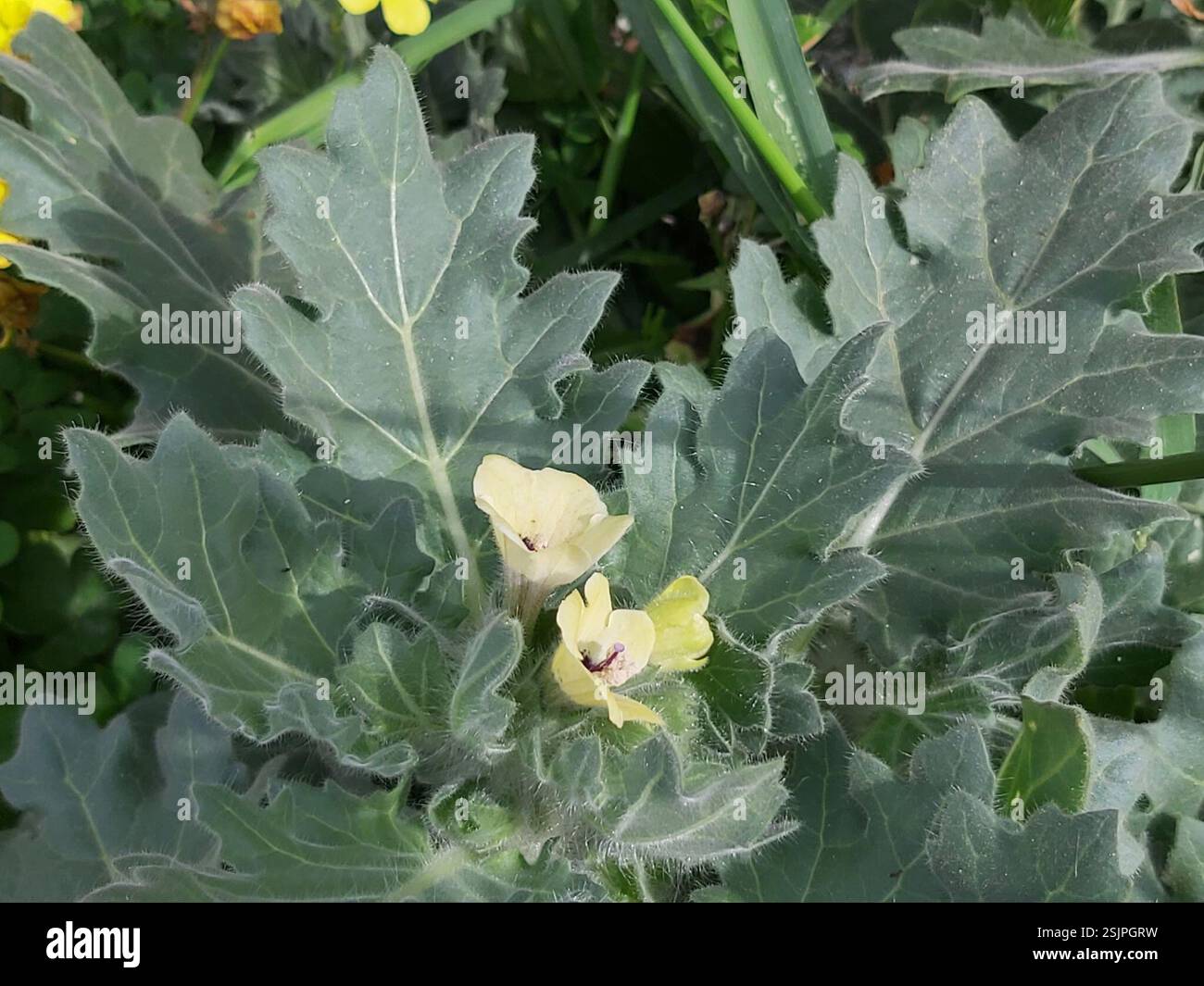 white henbane (Hyoscyamus albus), Plantae, X9W7+6QG, Mellieħa, Malta ...