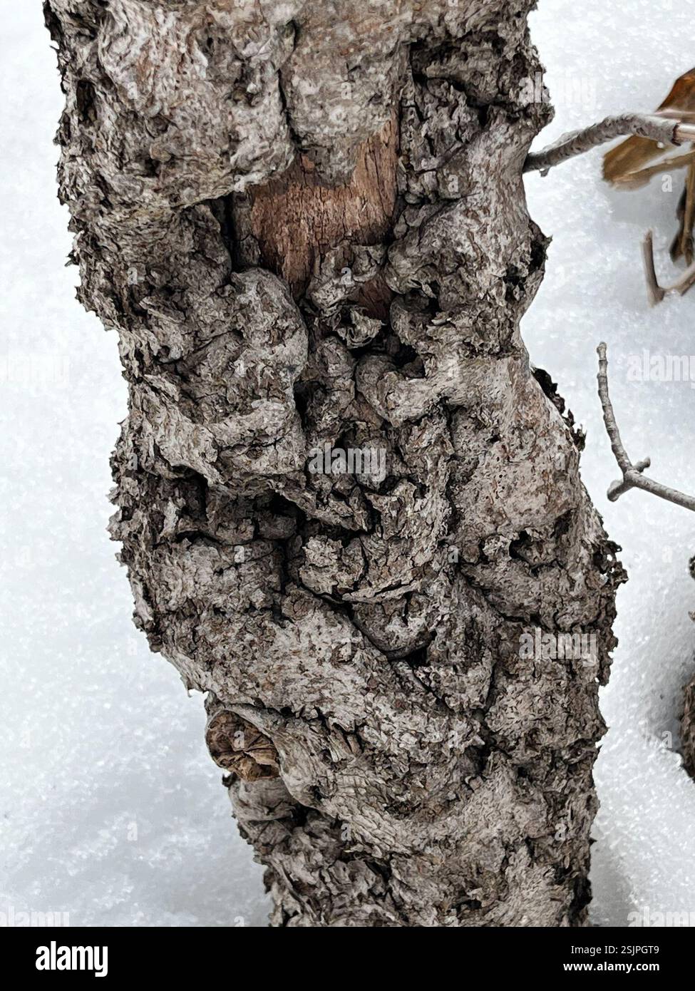 Beech Bark Canker Fungus (Neonectria faginata), Fungi, Cape Breton ...