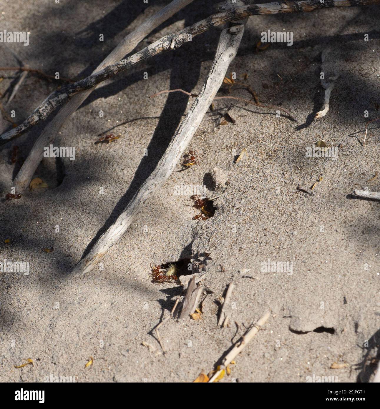 Typical American Harvester Ants (Pogonomyrmex), Insecta, Inyo County ...