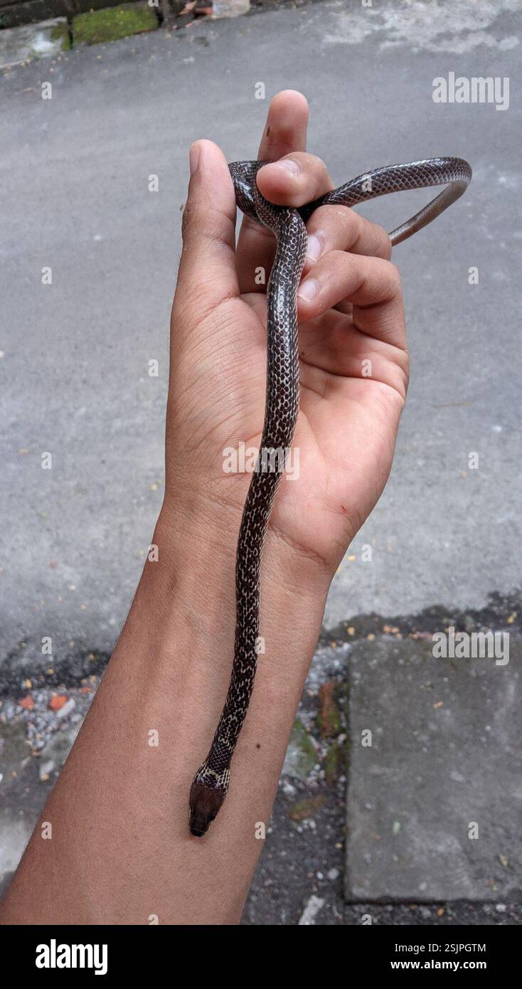 Common Wolf Snake (Lycodon capucinus), Reptilia, Kos Riski Putra Stock ...