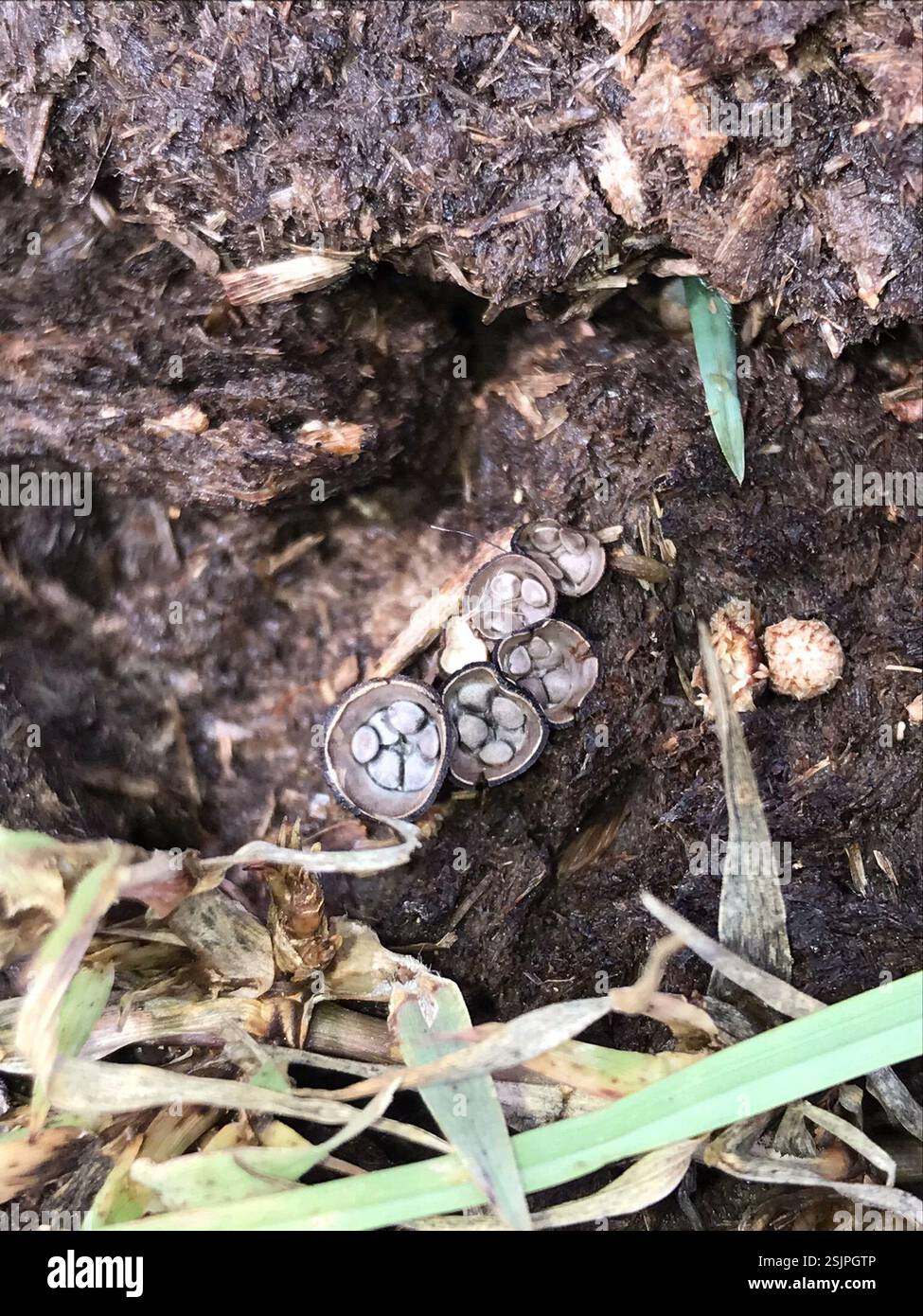 dung-loving bird's nest fungus (Cyathus stercoreus), Fungi, San Lorenzo ...