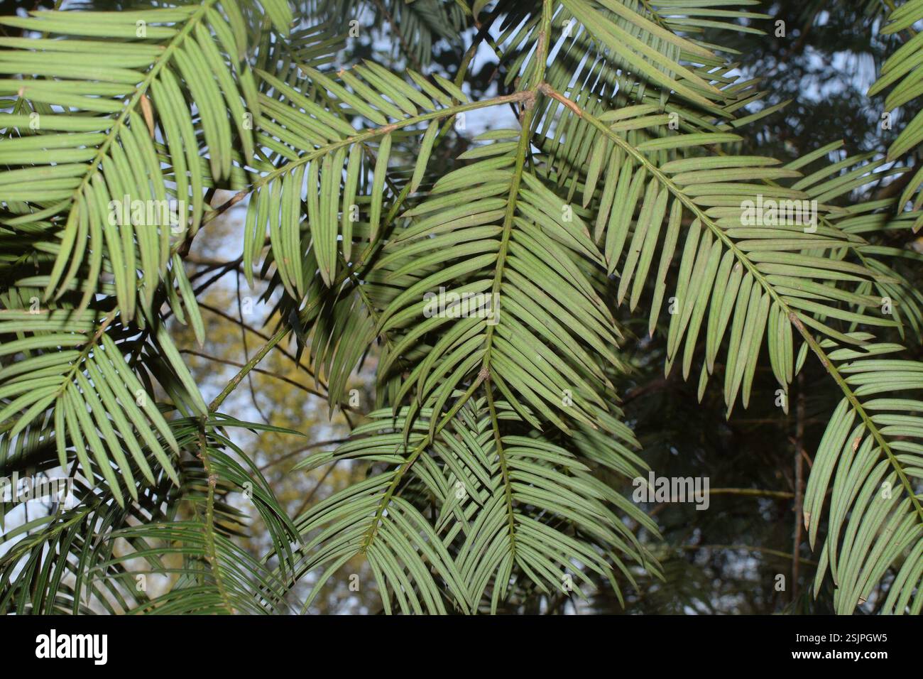 Chinese Plum-yew (Cephalotaxus fortunei), Plantae, 中国浙江省杭州市西湖区 Stock ...