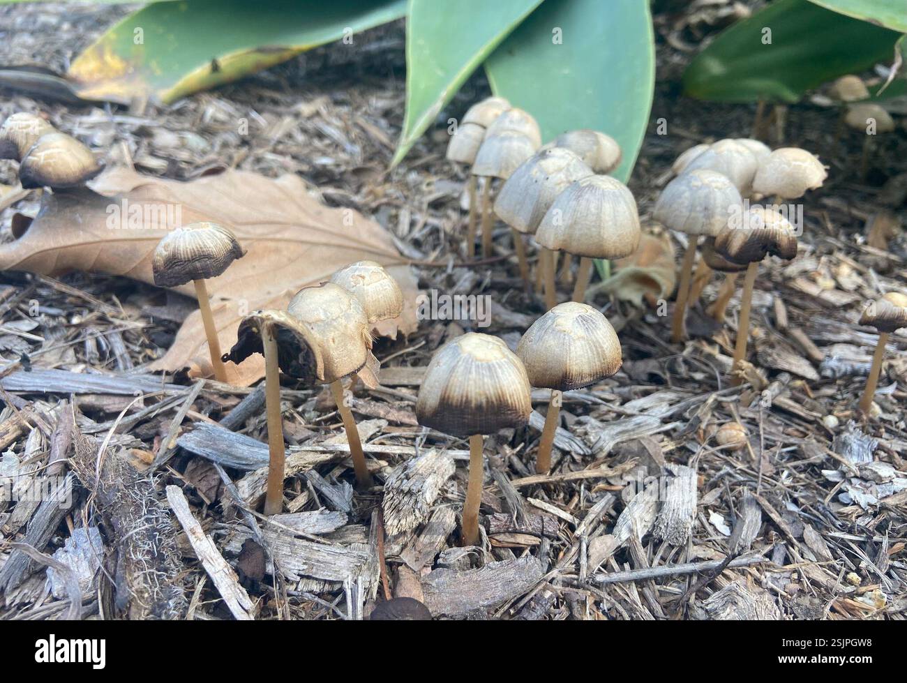inky caps (Coprinus), Fungi, Bluff Creek Dr, Los Angeles, CA, US Stock ...