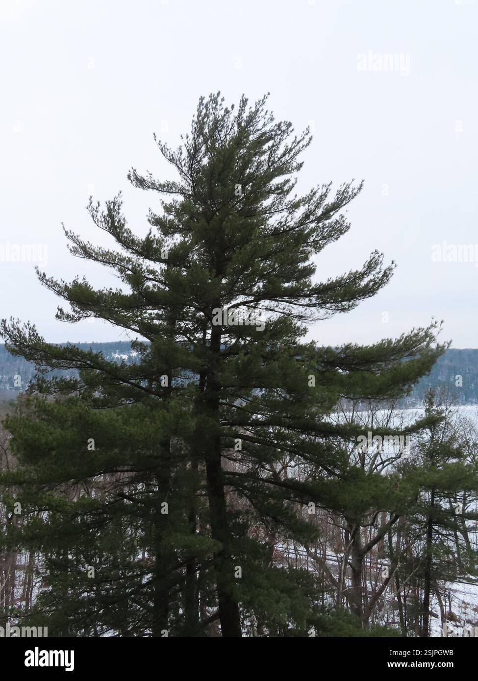 eastern white pine (Pinus strobus), Plantae, Devil's Lake State Park ...