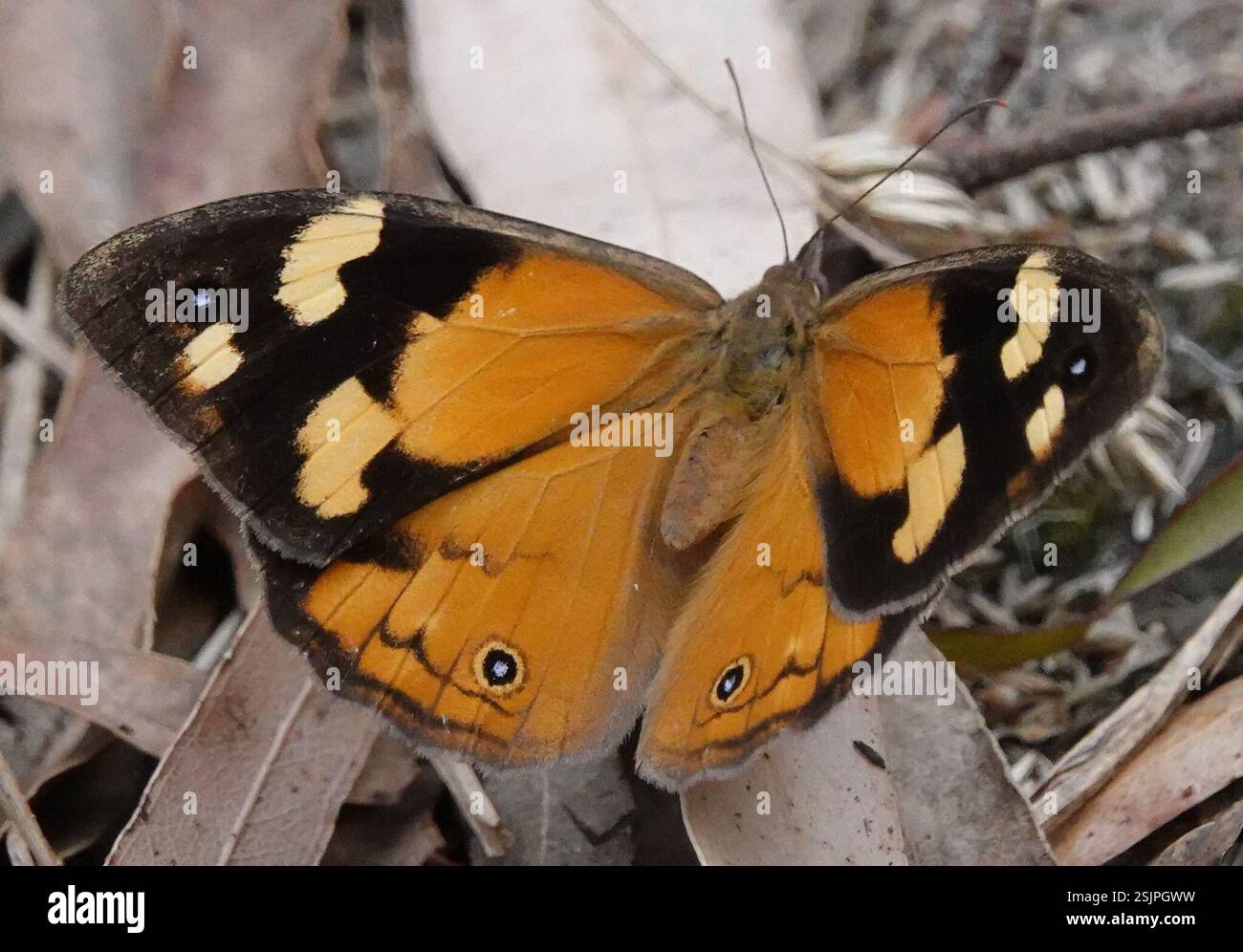 Common Brown (Heteronympha merope), Insecta, Wantirna South VIC 3152 ...