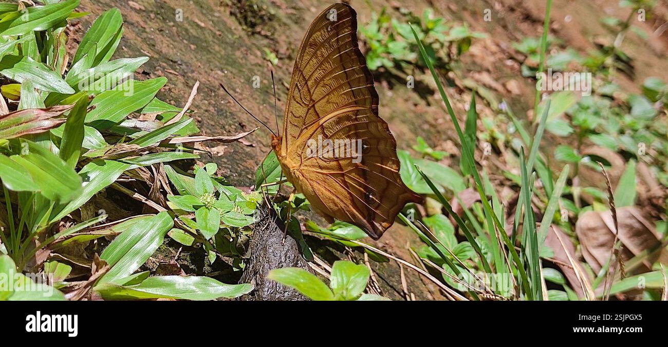 Cruiser (Vindula erota), Insecta, Kerala, India Stock Photo - Alamy