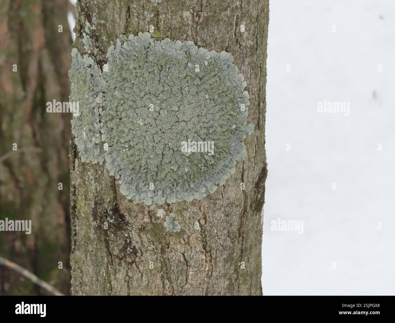 Mealy Speckled Shield Lichen (Punctelia missouriensis), Fungi, Devil's ...