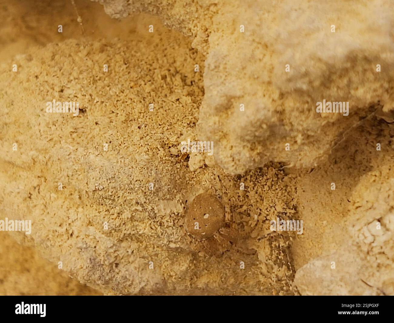 Spiders (Araneae), Arachnida, Meliha, Malta Stock Photo - Alamy
