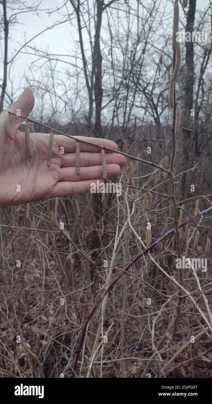 American hazelnut (Corylus americana), Plantae, Crete, IL 60417, USA ...