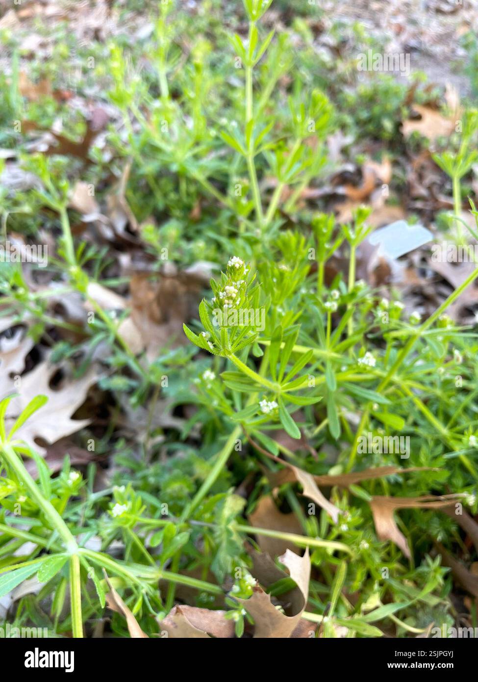catchweed bedstraw (Galium aparine), Plantae, Jasmine Ln, Plano, TX, US ...