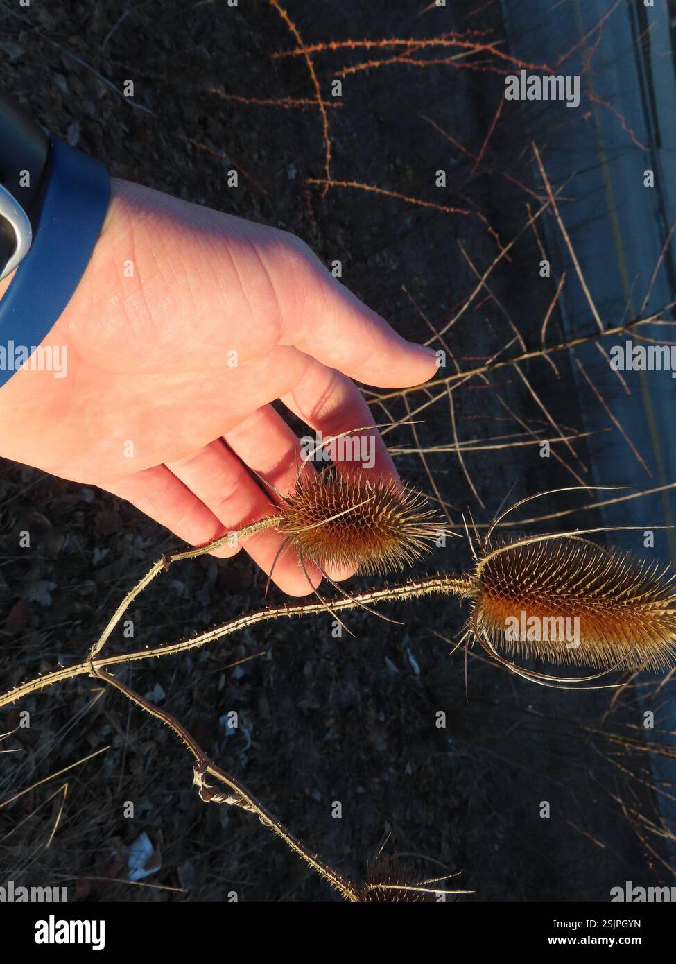wild teasel (Dipsacus fullonum), Plantae, Historic Water Tower ...