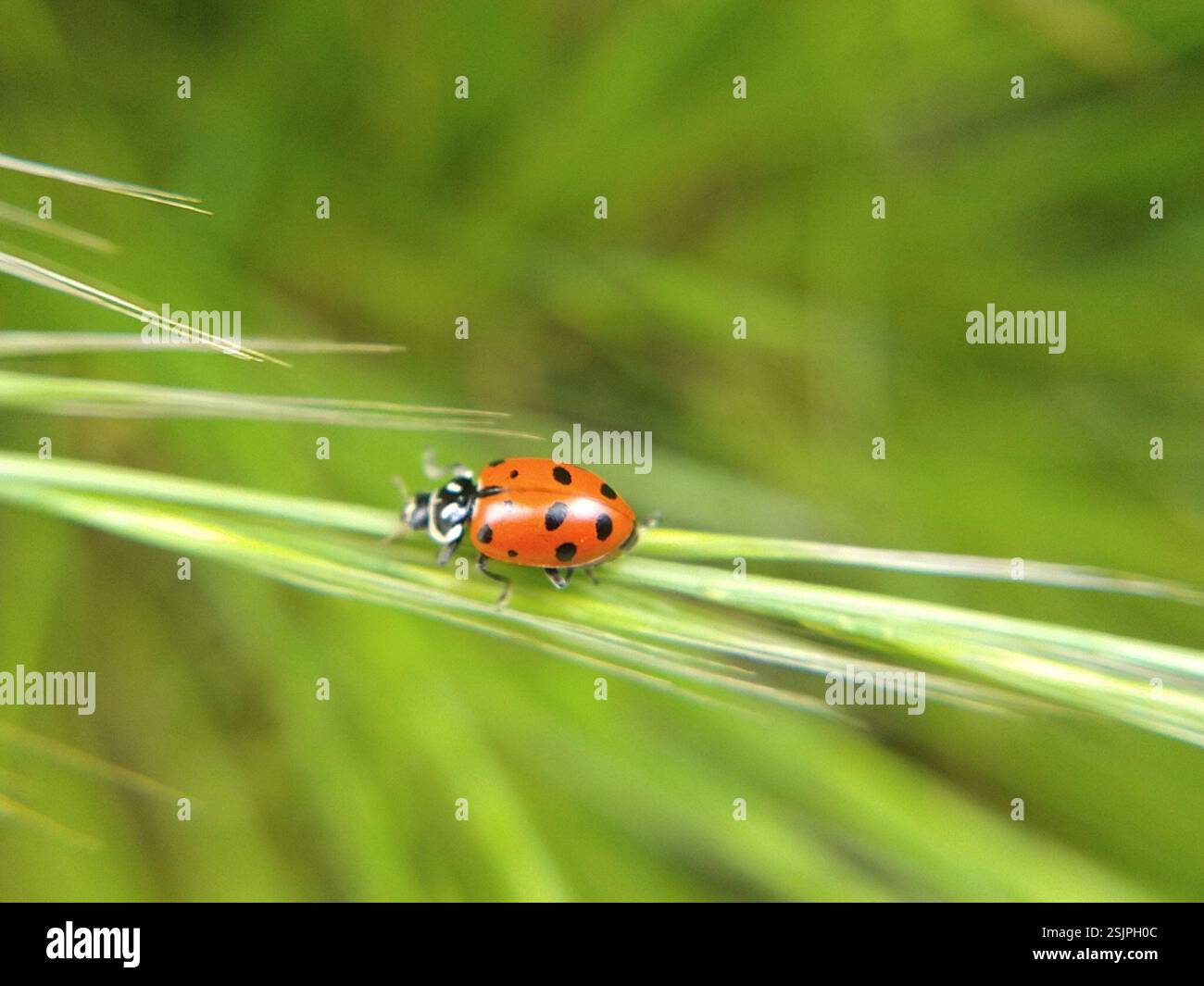 Convergent Lady Beetle (Hippodamia convergens), Insecta, California ...