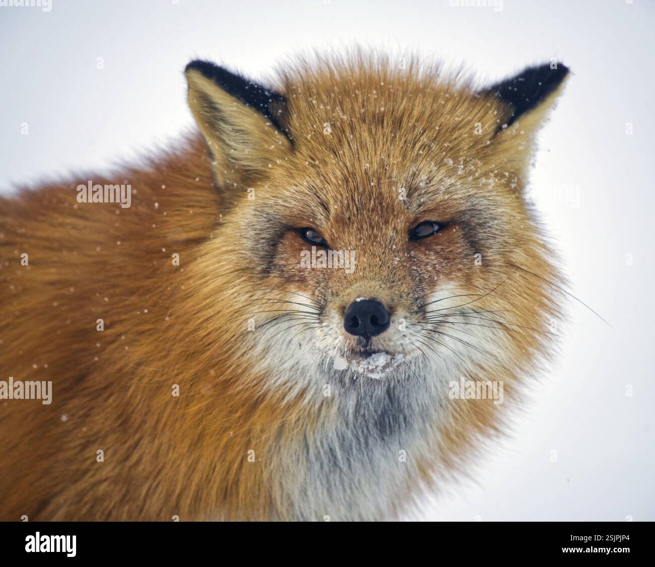 Red fox (Vulpes vulpes), winter, portrait, ice crusts and snowflakes on ...