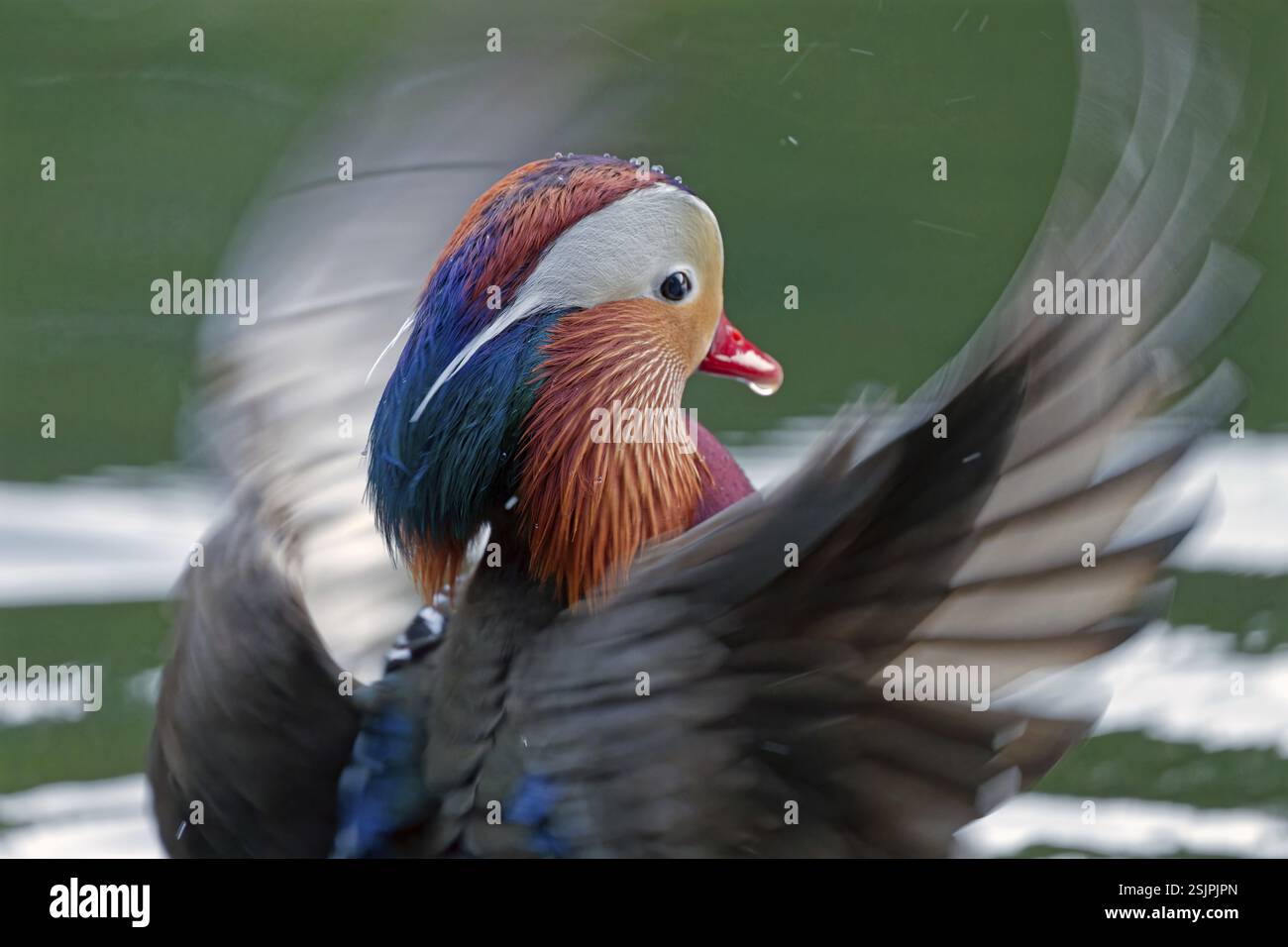 Mandarin duck (Aix galericulata), male, portrait, with outstretched ...