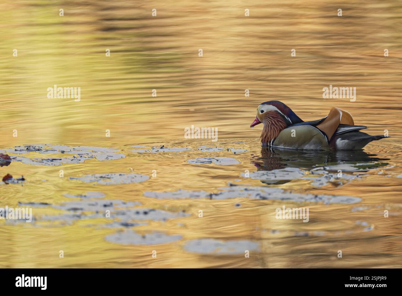Mandarin duck (Aix galericulata), male, side view, swimming, intense ...
