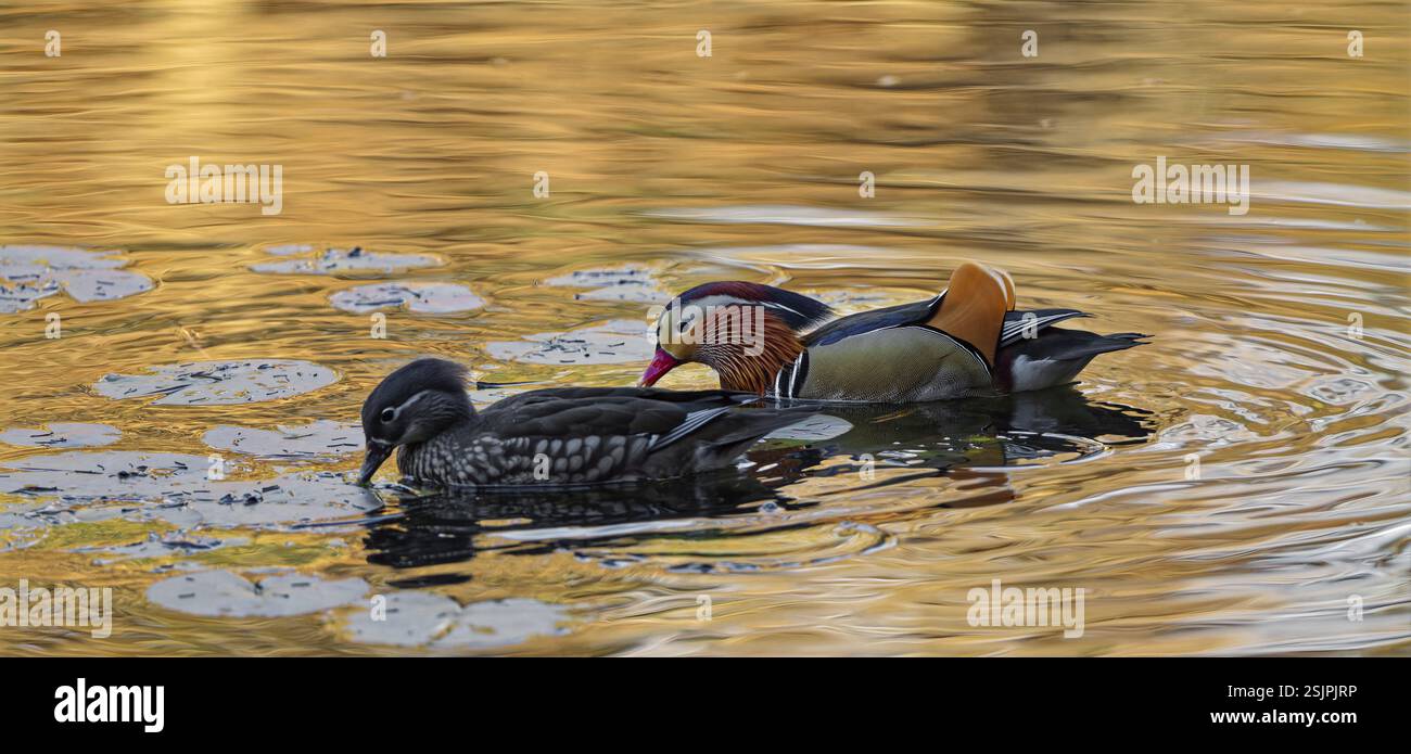 Mandarin ducks (Aix galericulata), male and female, swimming, intense ...