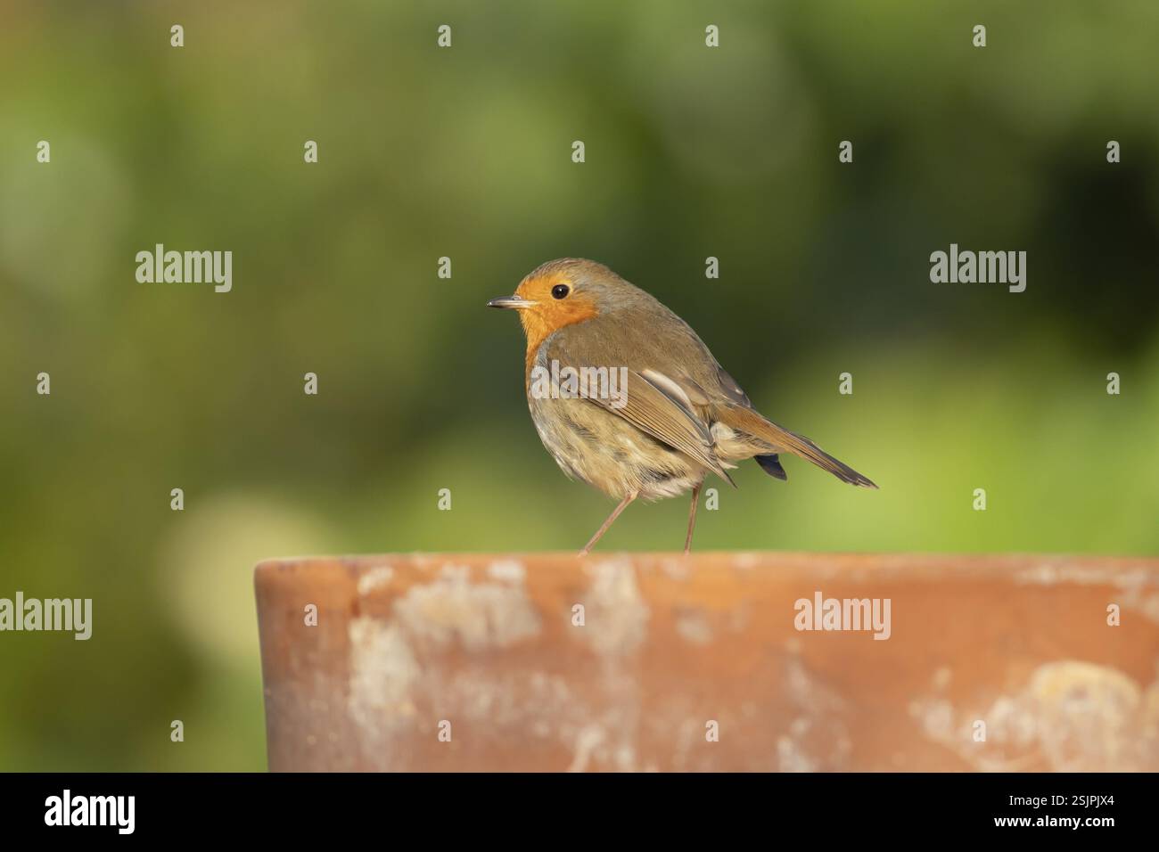 European robin (Erithacus rubecula) adult bird on a garden flower pot ...