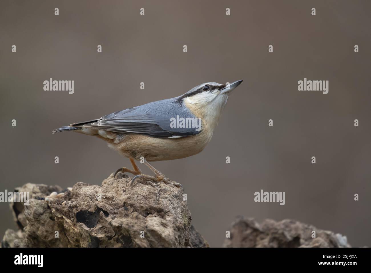 Eurasian nuthatch (Sitta europaea) adult bird on a tree stump, England ...