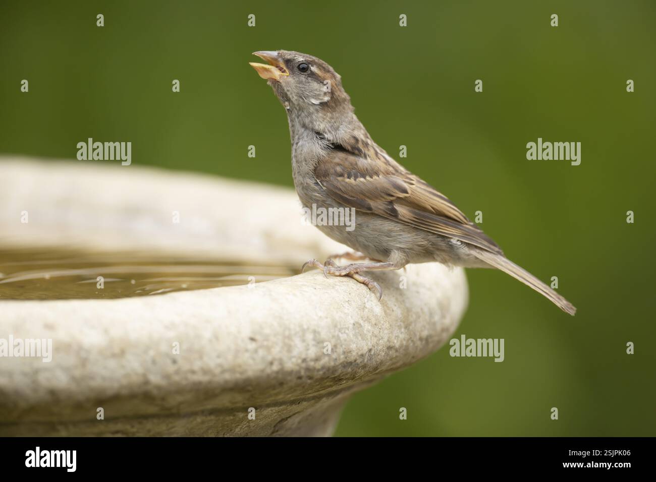 House sparrow (Passer domesticus) adult bird drinking at a garden water ...