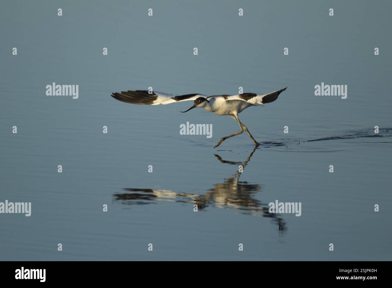 Pied avocet (Recurvirostra avosetta) adult wading bird running across ...