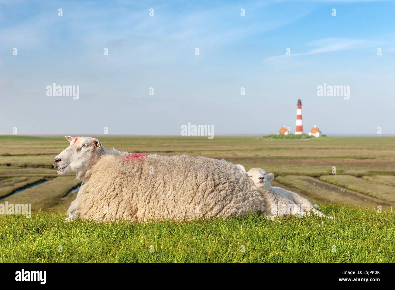 Germany north sea lamb embankment hi-res stock photography and images ...