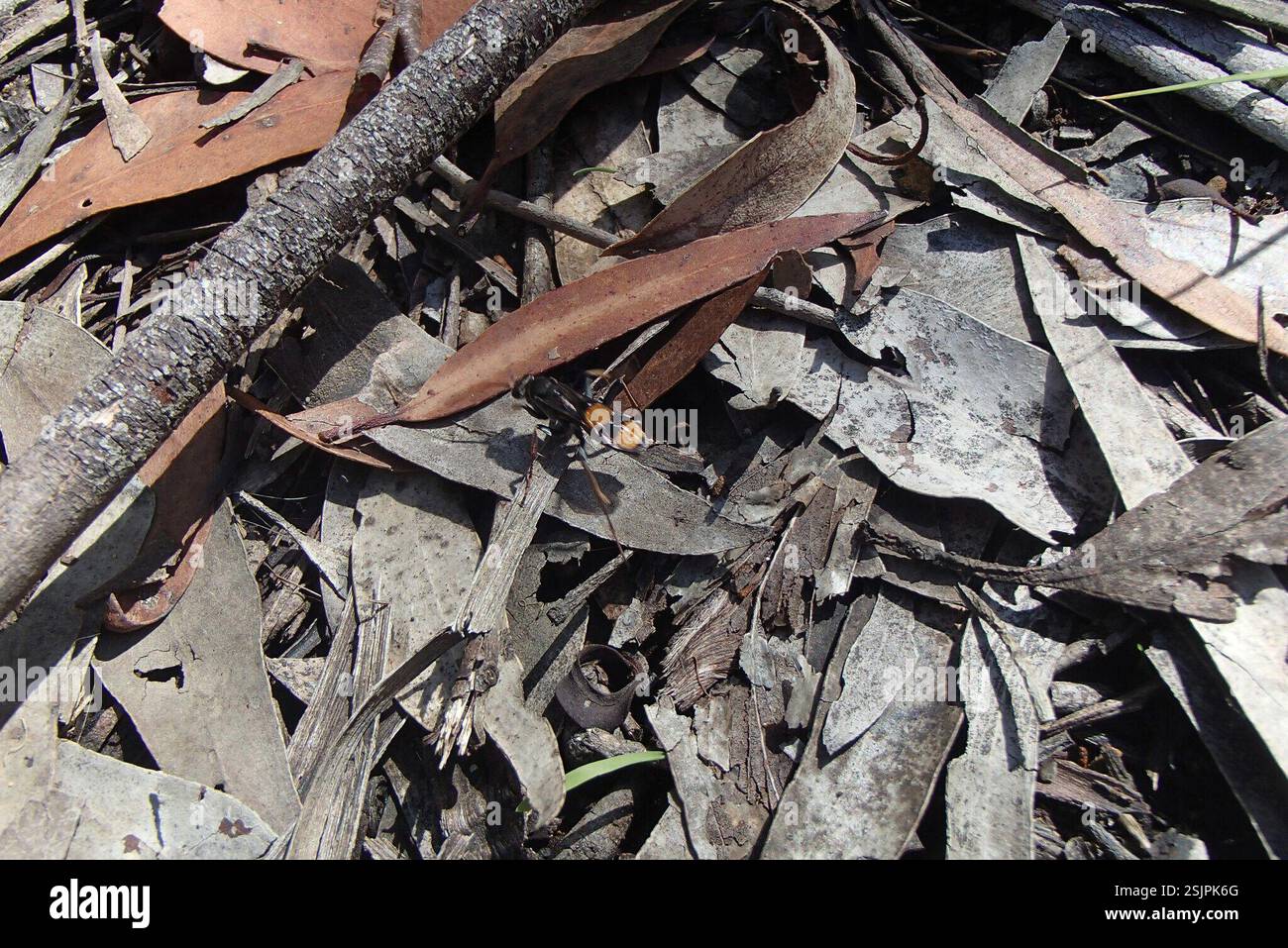 Spider Wasps (Pompilidae), Insecta, 62 Railway Parade, Wentworth Falls ...