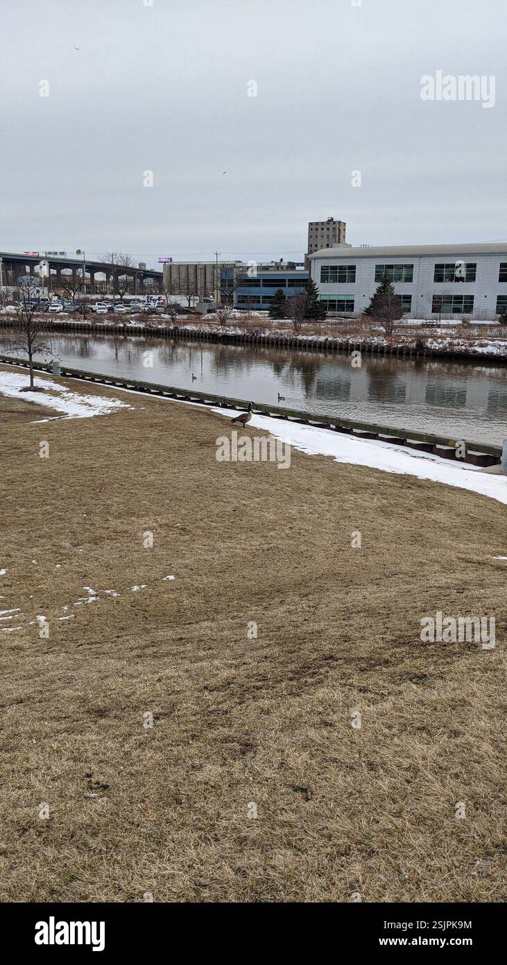 Canada Goose (Branta canadensis), Aves, Milwaukee, Wisconsin, United ...