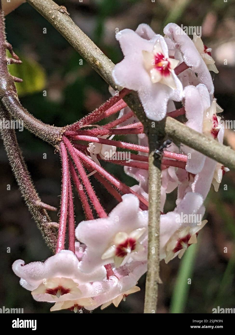 Milky Flower Spider (Zygometis xanthogaster), Arachnida, Isabella Av at ...