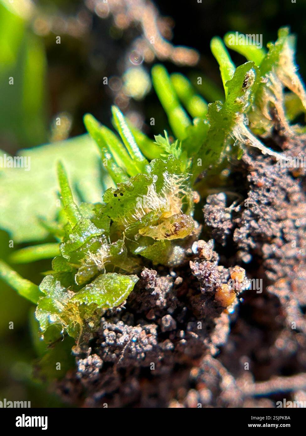 hornworts (Anthocerotophyta), Plantae, Monaña de Oro State Park, Los ...