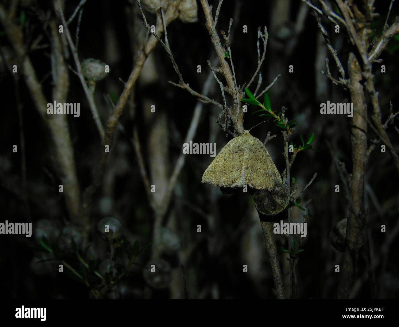 Cape Moths (Amelora), Insecta, Hobart TAS, Australia Stock Photo - Alamy