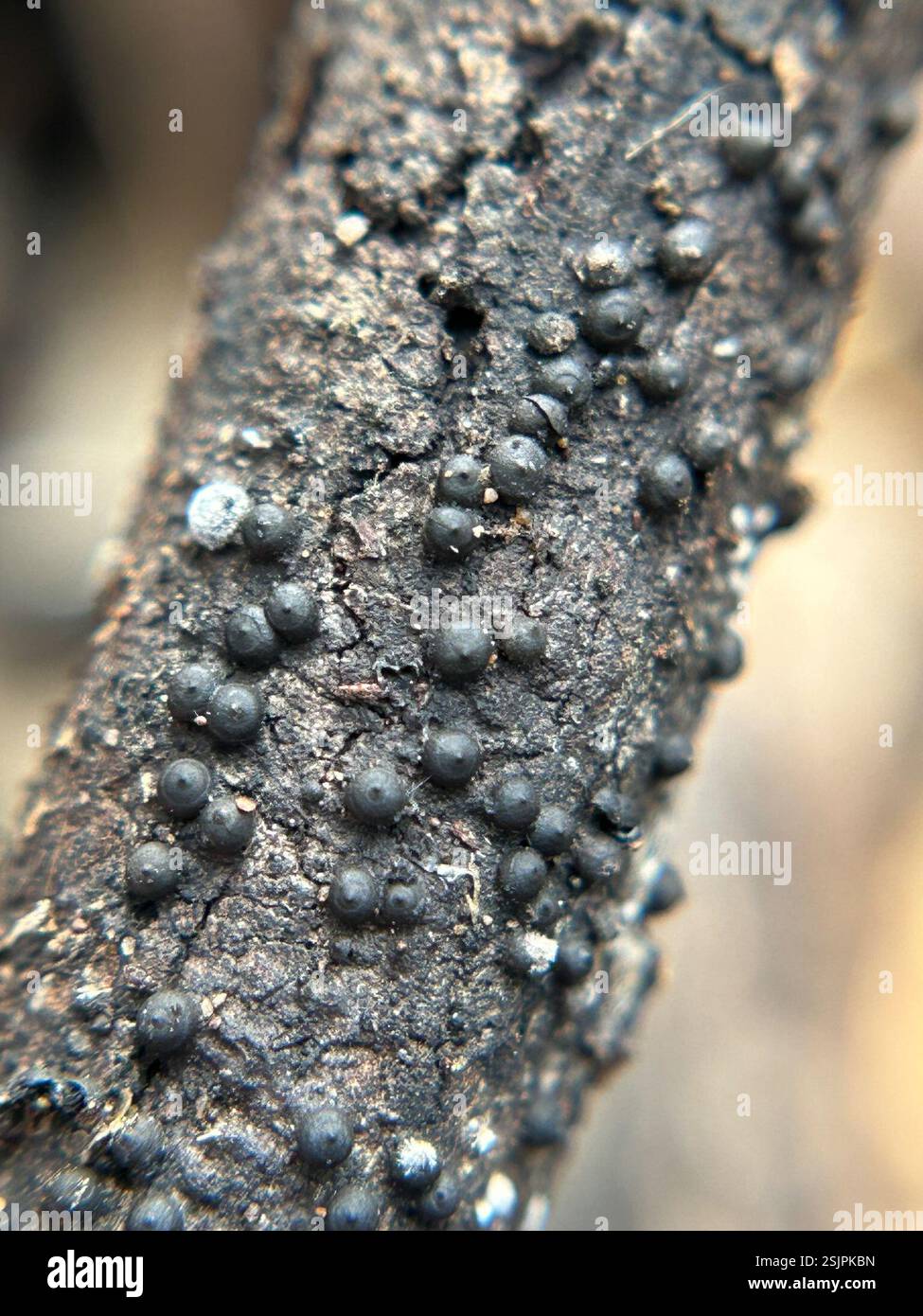 (Rosellinia), Fungi, Highland Dr, Los Osos, CA, US Stock Photo - Alamy