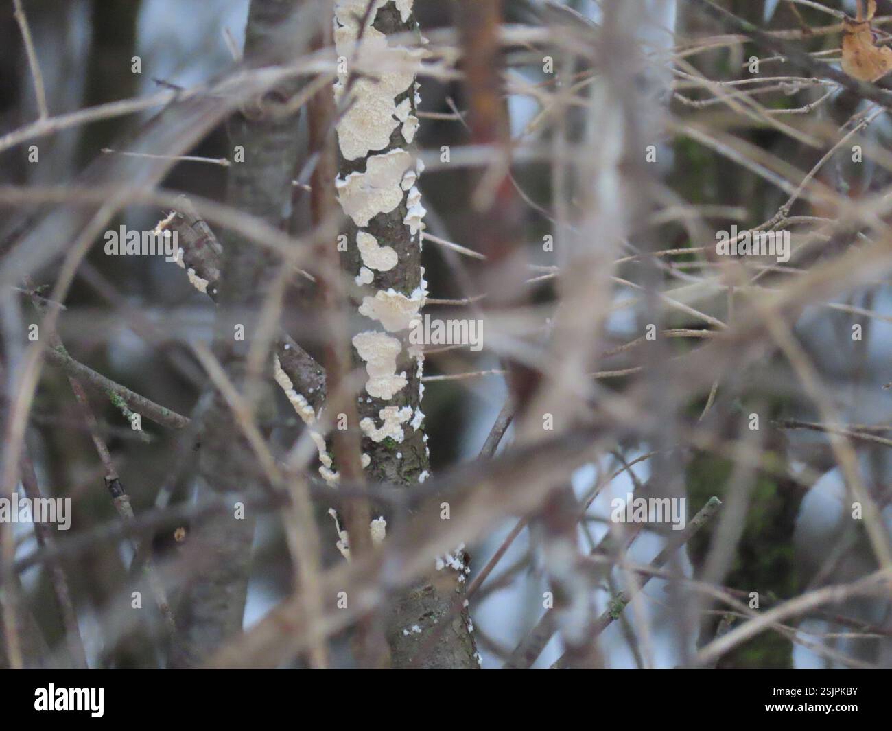 Milk-white Toothed Polypore (Irpex lacteus), Fungi, Waukesha County, WI ...