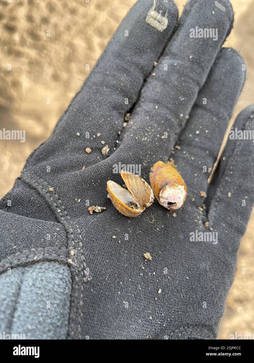 Asian Clam (Corbicula fluminea), Mollusca, Columbia River Gorge ...