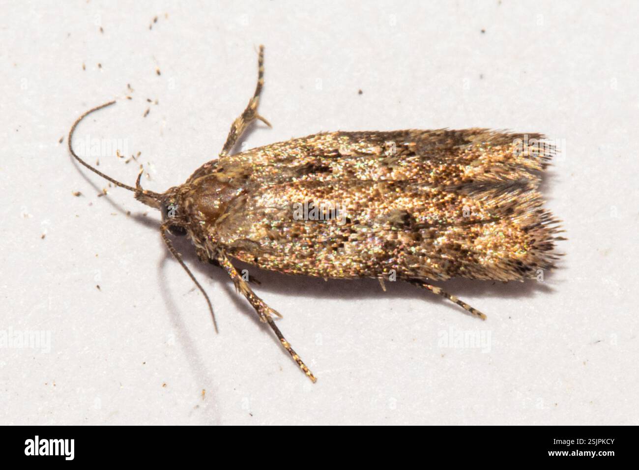 (Trachypepla anastrella), Insecta, Mount Hamilton, New Zealand, A few ...